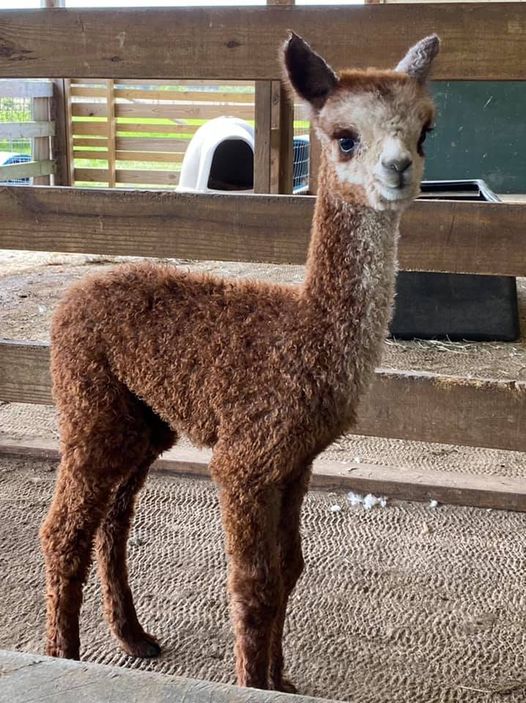 Central Hill Farm Alpacas Plus | Windsor, Isle of Wight, VA - Business